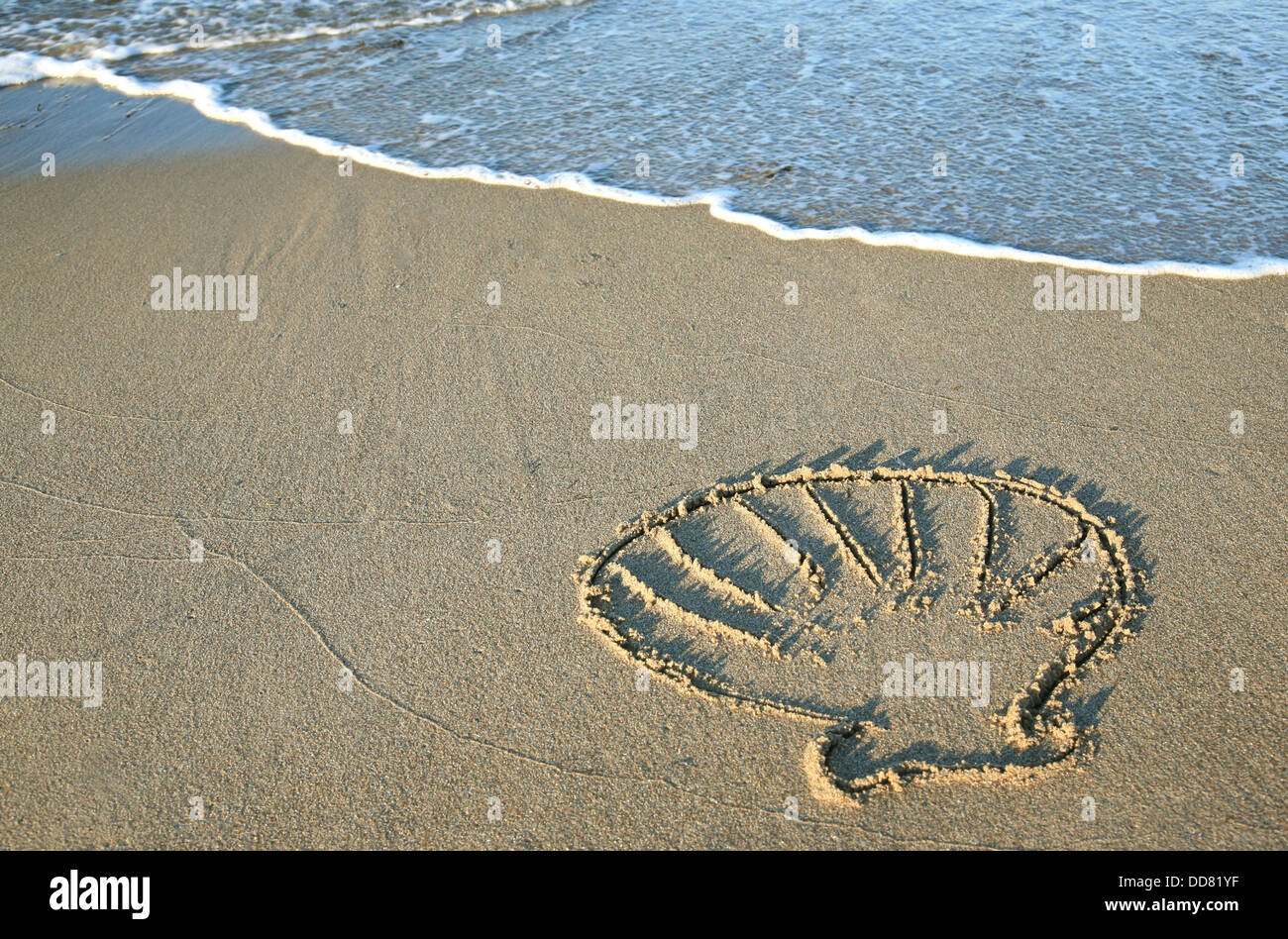 Seashell painting on the beach Stock Photo - Alamy