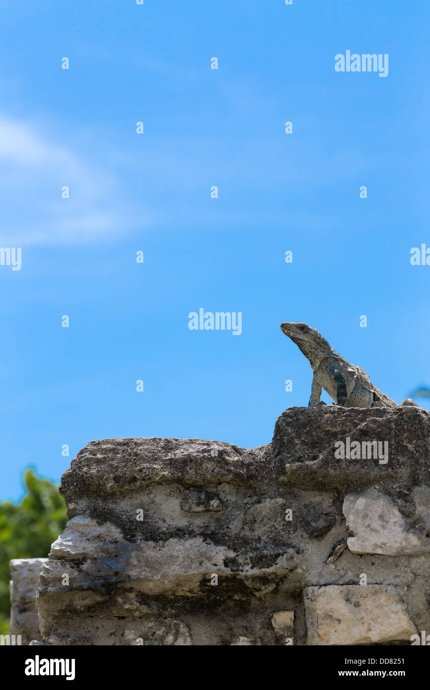 Iguana posing on Mayan Ruins at Tulum Mexico Stock Photo - Alamy