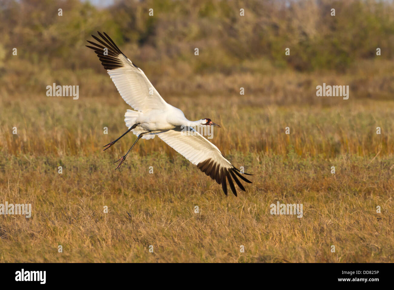 Whooping Crane (Grus americana) adult landing, Texas, USA Stock Photo ...