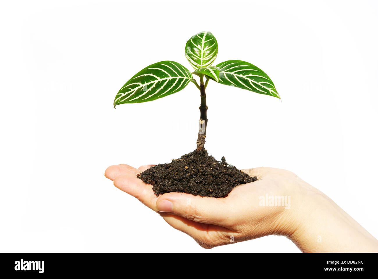 sapling in soil Stock Photo - Alamy