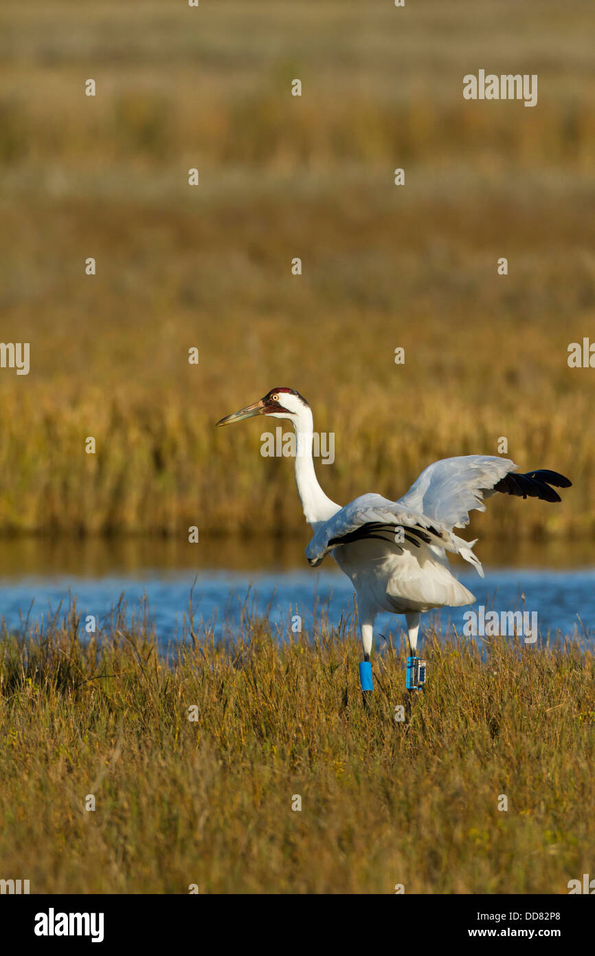 Whooping Crane (Grus americana) adult feeding, Texas, USA Stock Photo ...