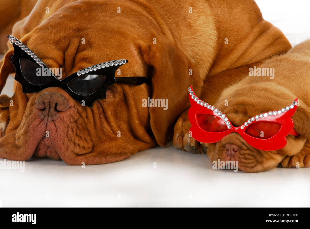 Rock Star As A Puppy