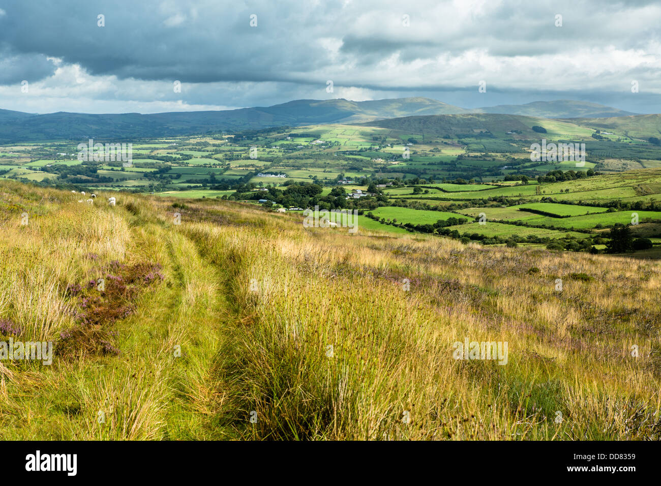 Sheep northern ireland co tyrone hi-res stock photography and images ...