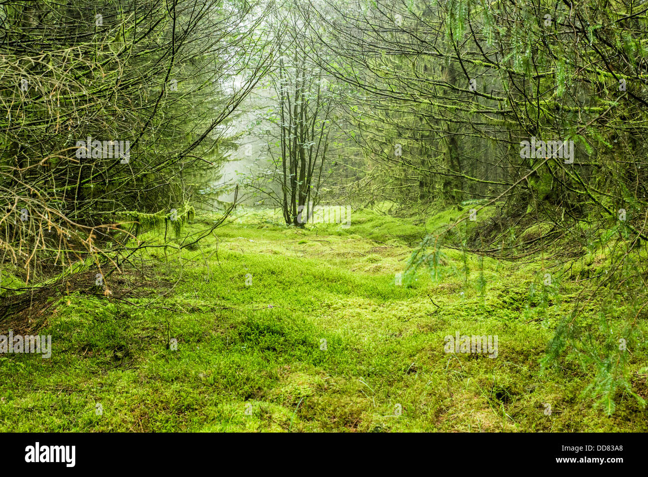 Glenariff forest park, Northern Ireland Stock Photo - Alamy