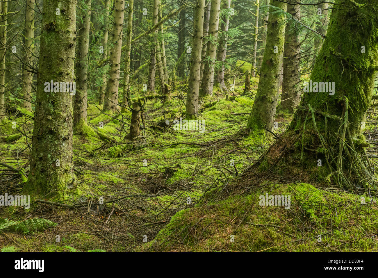 Tree bases and forest floor in a Forest in Northern Ireland Stock Photo ...