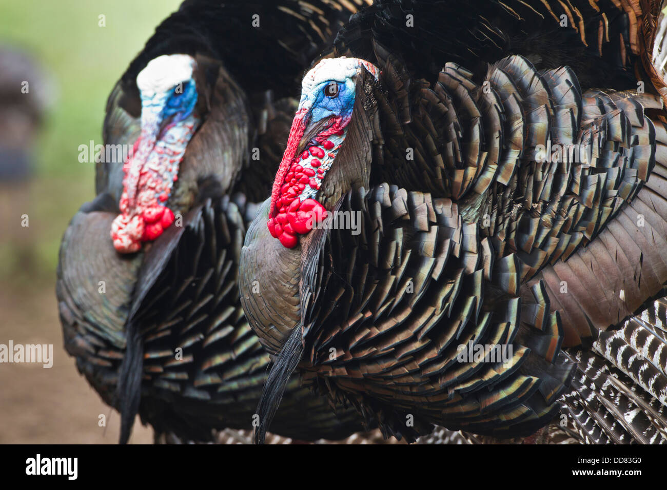 Subspecies rio grande turkey hi-res stock photography and images - Alamy