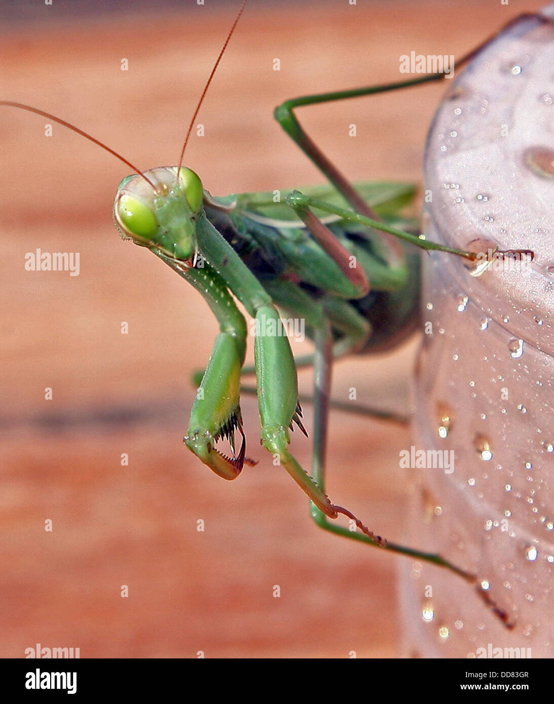 Praying mantis feeding hi-res stock photography and images - Alamy