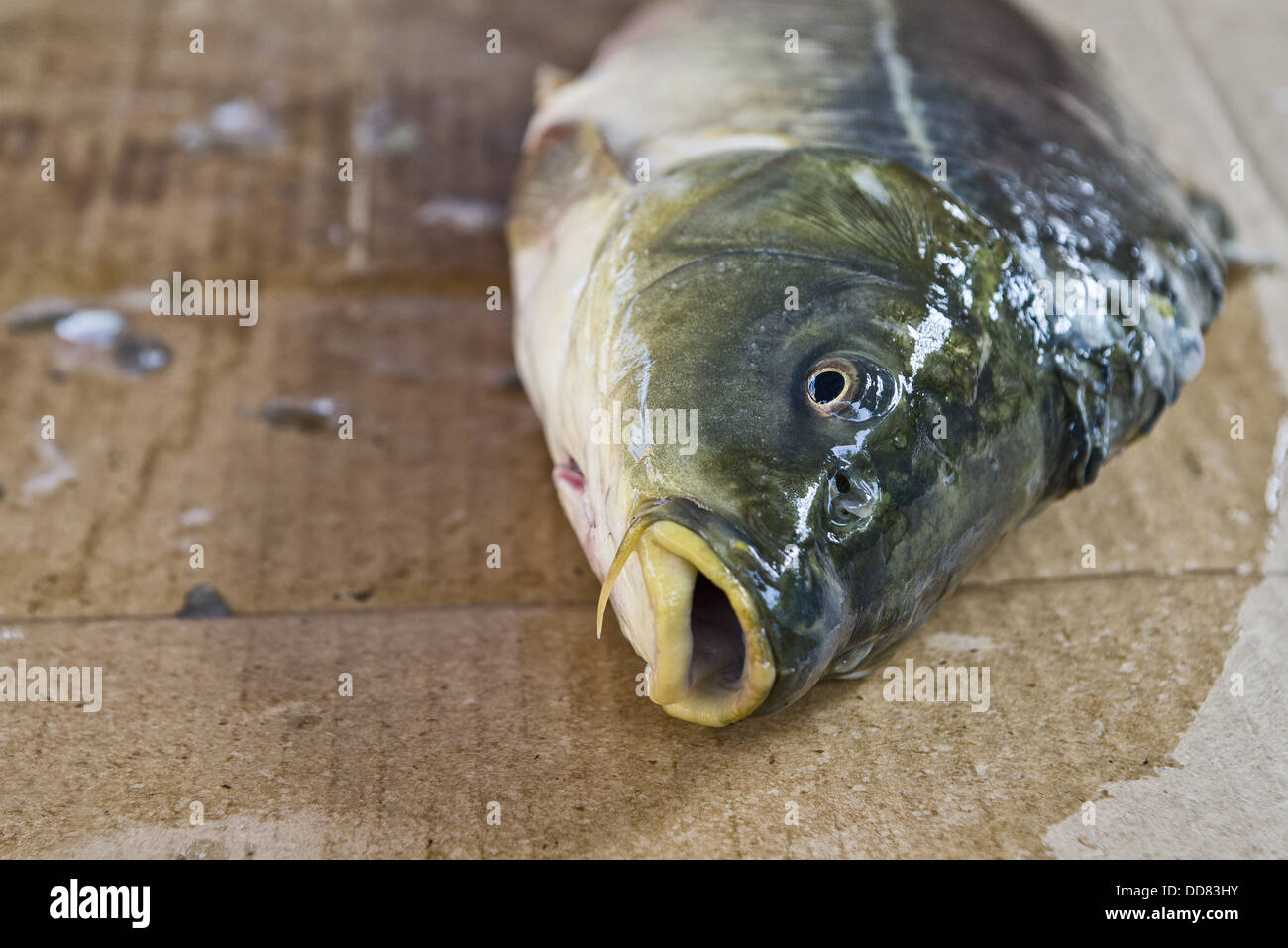Dead Fish Carp High Resolution Stock Photography and Images - Alamy