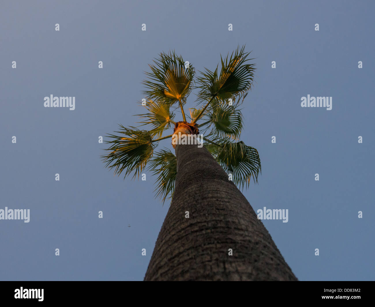 looking up at palm tree in California Stock Photo - Alamy