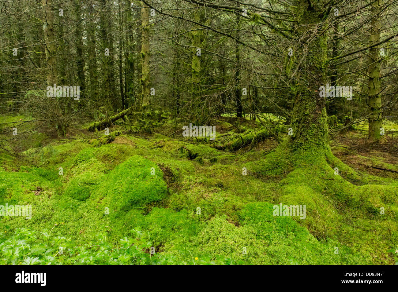 Tree bases and forest floor in a Forest in Northern Ireland Stock Photo ...