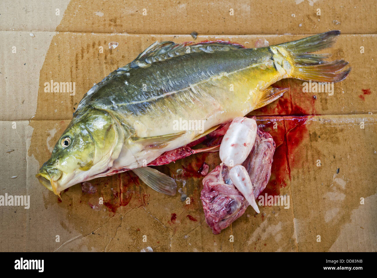 Dead fish carp hi-res stock photography and images - Alamy