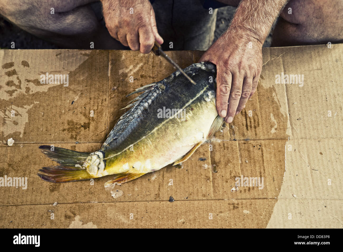 Carp fish hi-res stock photography and images - Alamy
