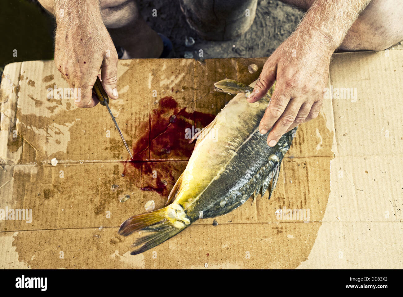 Fish guts cooking hi-res stock photography and images - Alamy