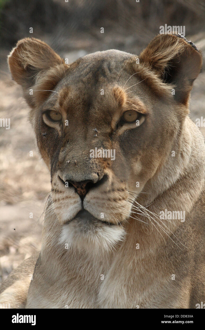 Female African Lion, sitting, staring Stock Photo - Alamy