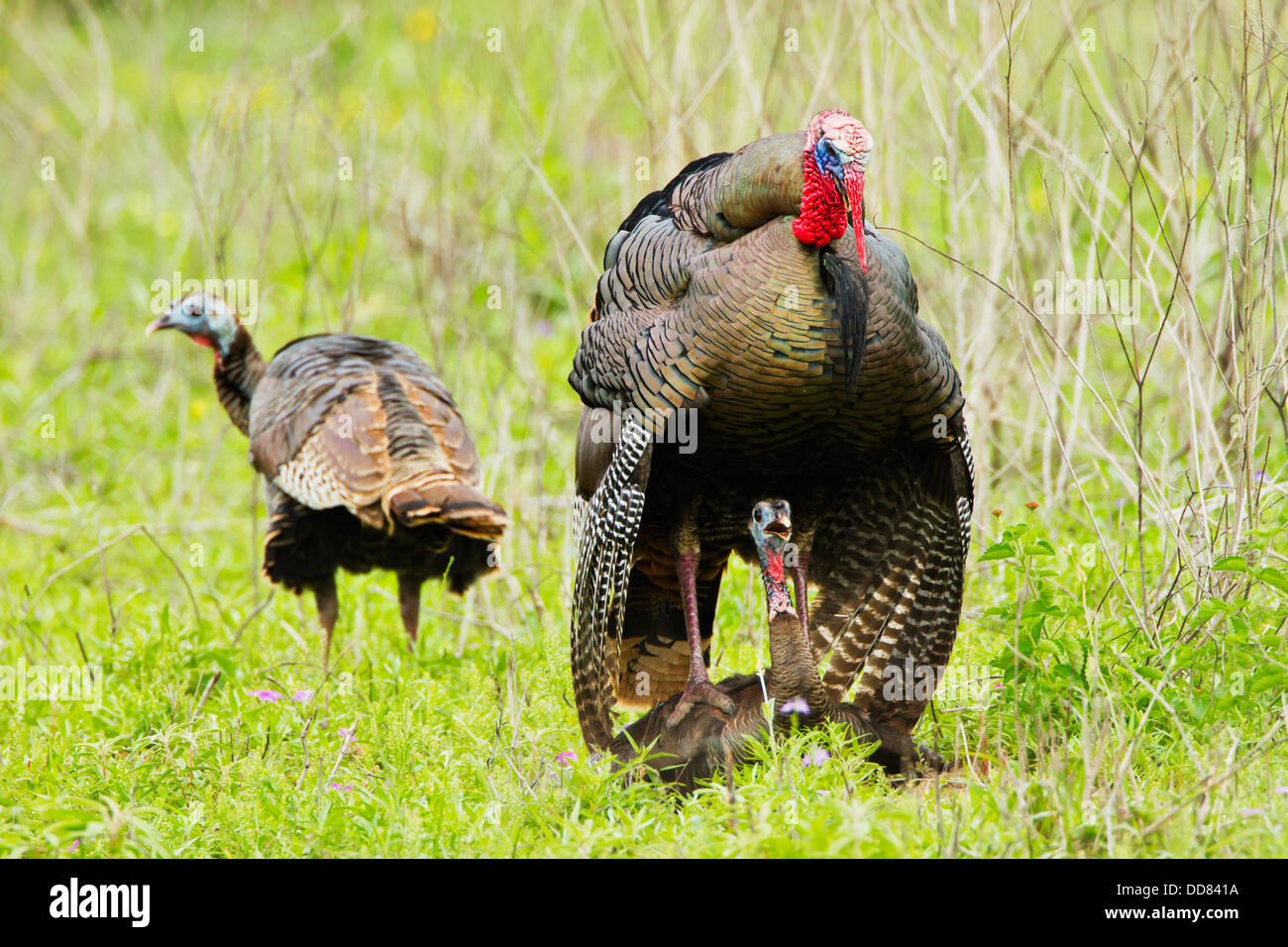 Wild Turkey (Meleagris gallopavo) male and female mating, Texas, USA ...