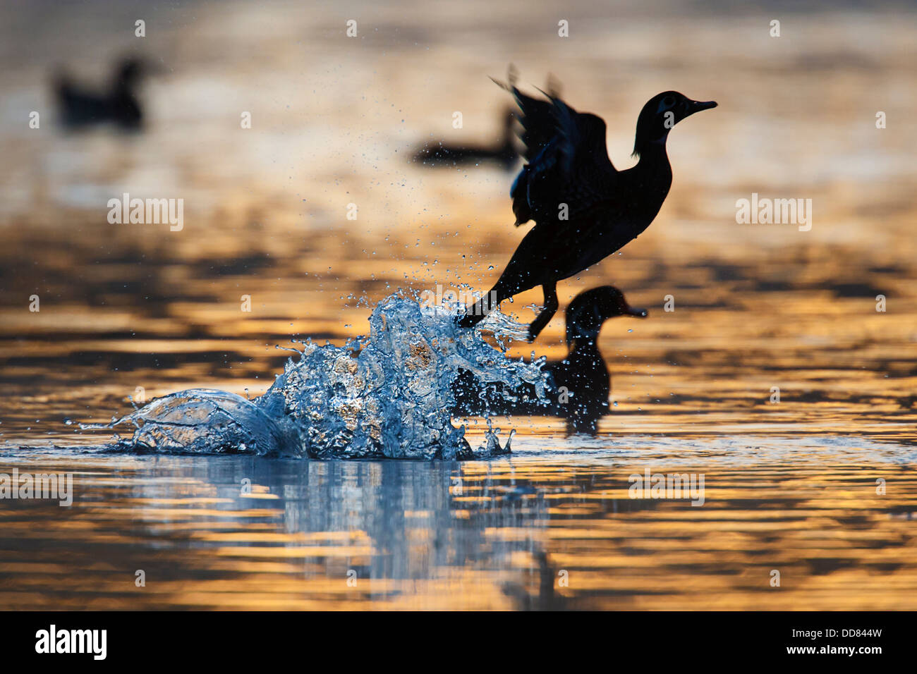 Larry wood hi-res stock photography and images - Alamy