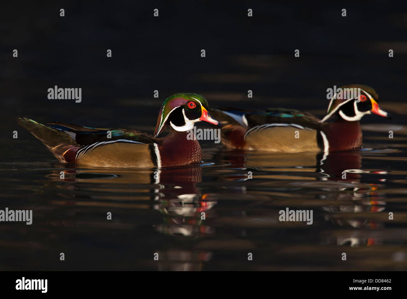 Wood Duck (Aix sponsa) male swimming, Texas, USA Stock Photo - Alamy