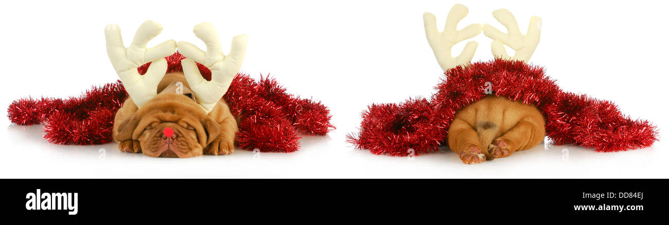 puppy rudolph - dogue de bordeaux wearing rudolph the red nosed ...