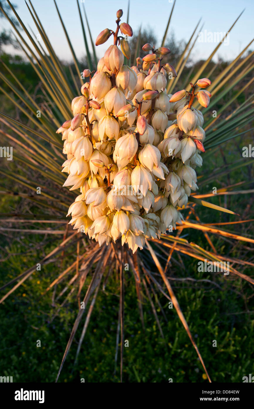 Yucca (Yucca sp.) blooming in Texas hill country Stock Photo - Alamy