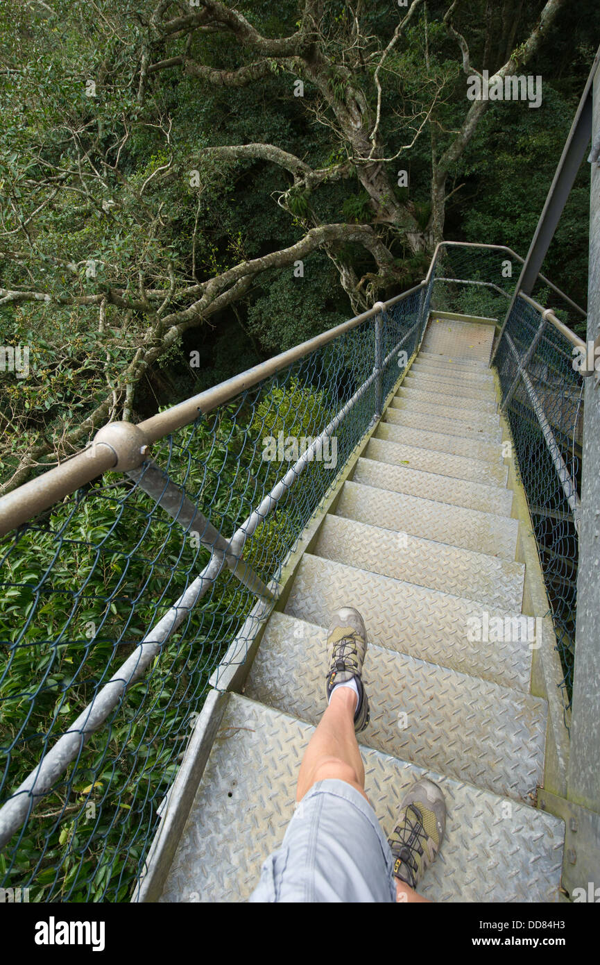 Dlinza forest Aerial Boardwalk, Eshowe, South Africa Stock Photo - Alamy