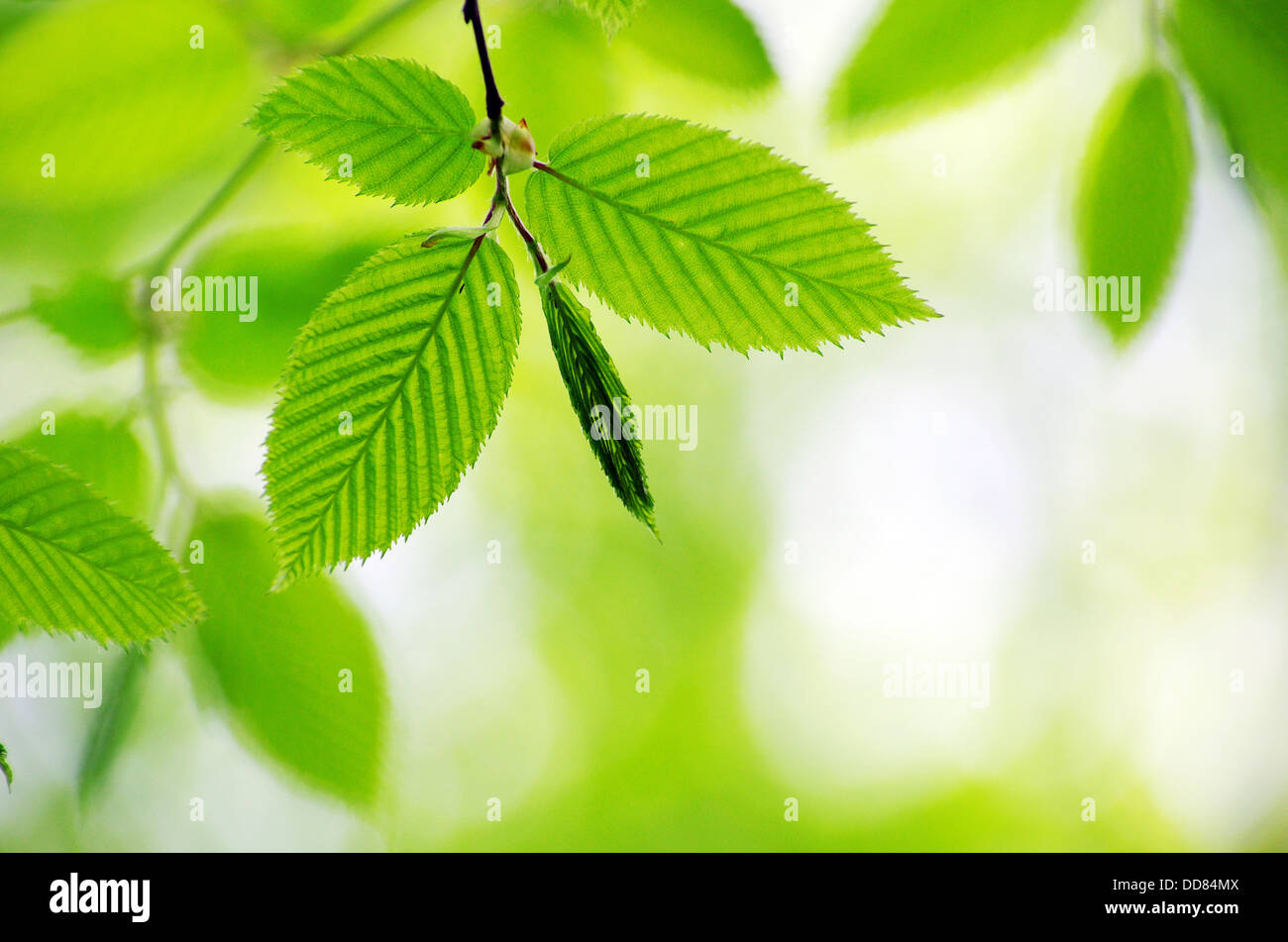spring green leaves Stock Photo - Alamy