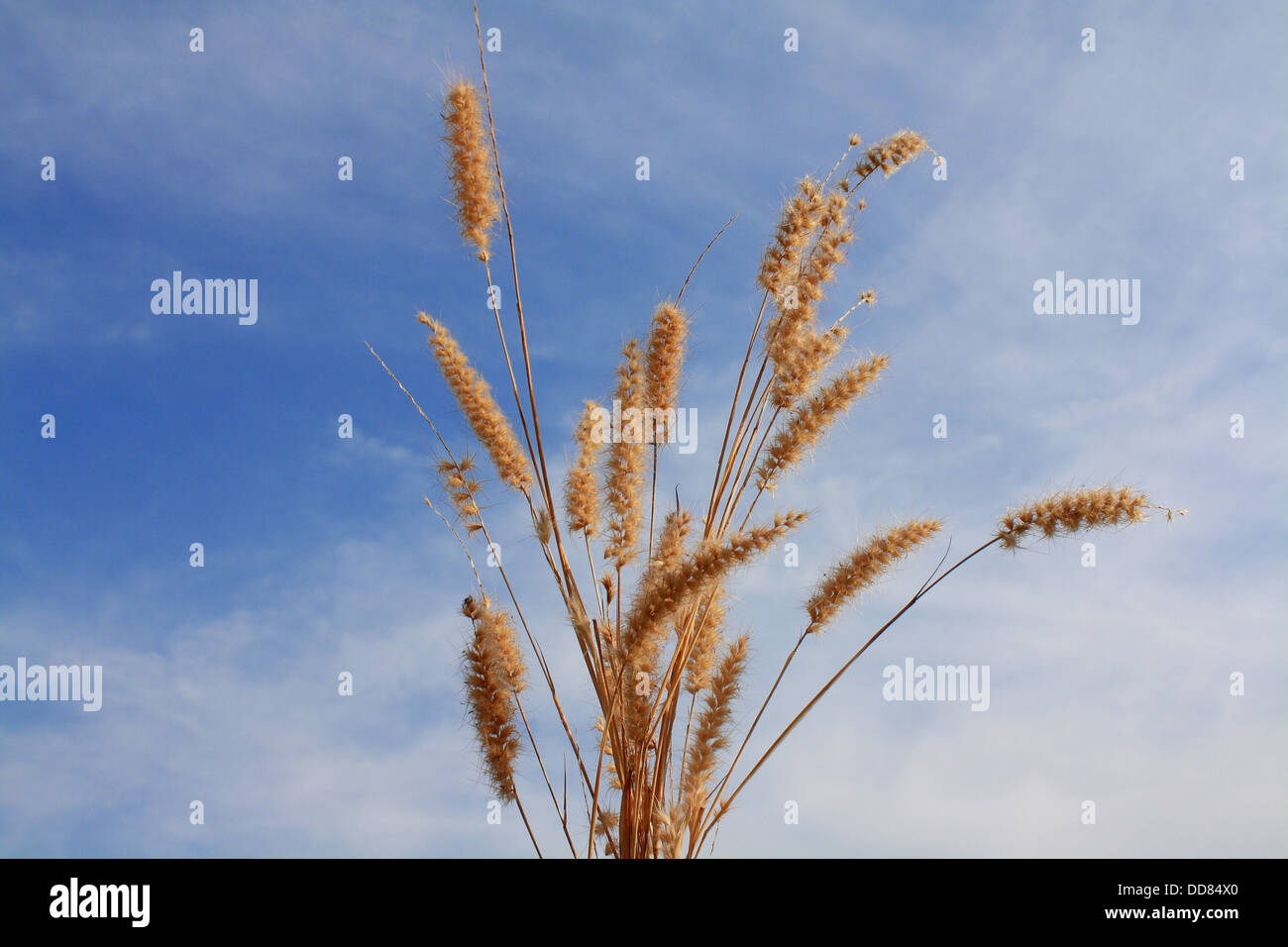 grass with sky and cloud background in midday Stock Photo - Alamy