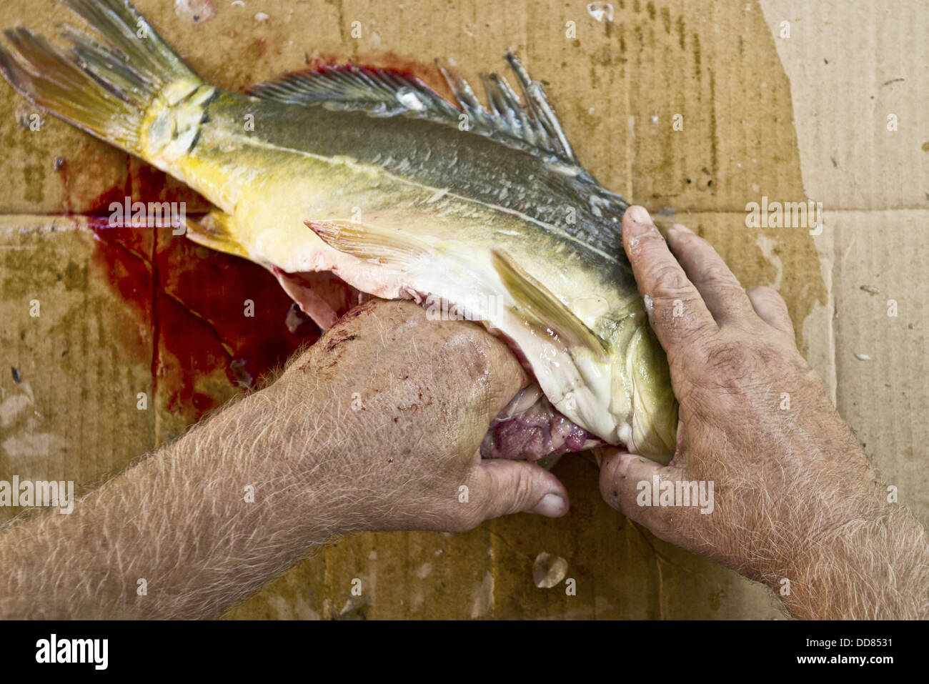 Fresh carp fish preparing for cooking Stock Photo - Alamy