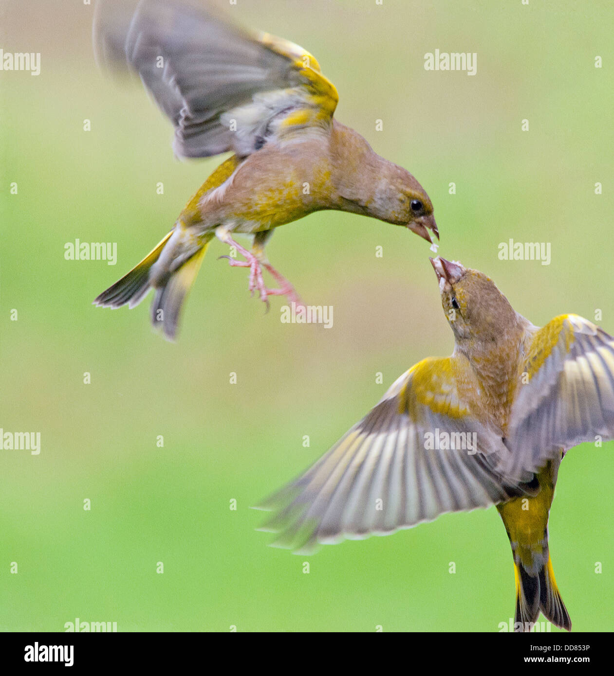 Greenfinches hi-res stock photography and images - Alamy