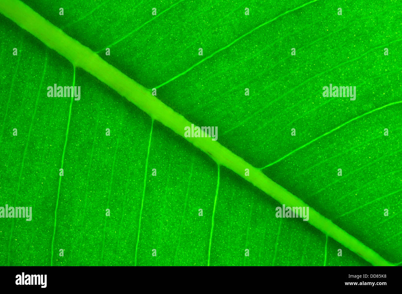 green leaf as background Stock Photo - Alamy