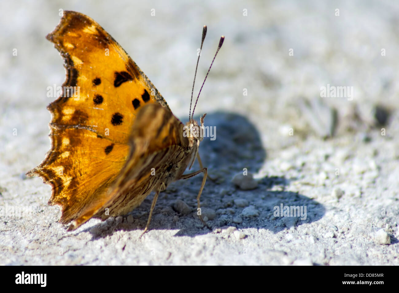The mediterreanen butterfly Stock Photo - Alamy
