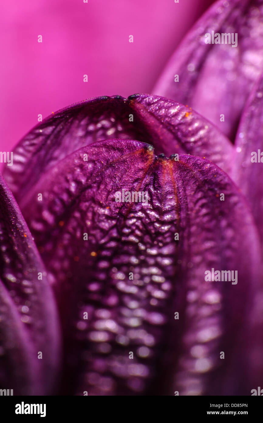 Bold pink petals hi-res stock photography and images - Alamy