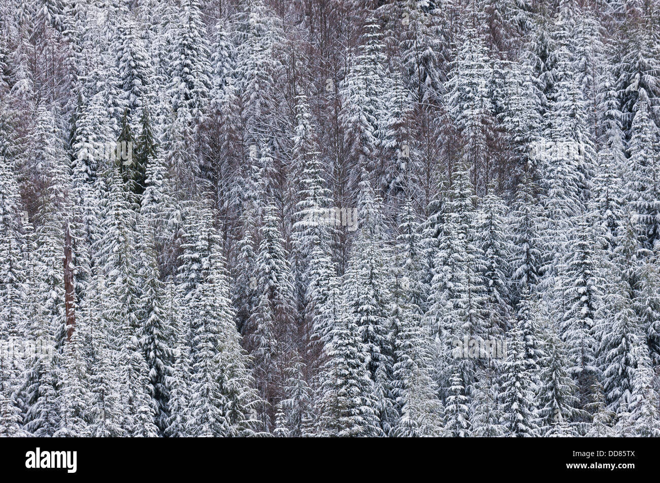 Snowy forest, Mt. Rainier National Park, Washington, USA Stock Photo ...