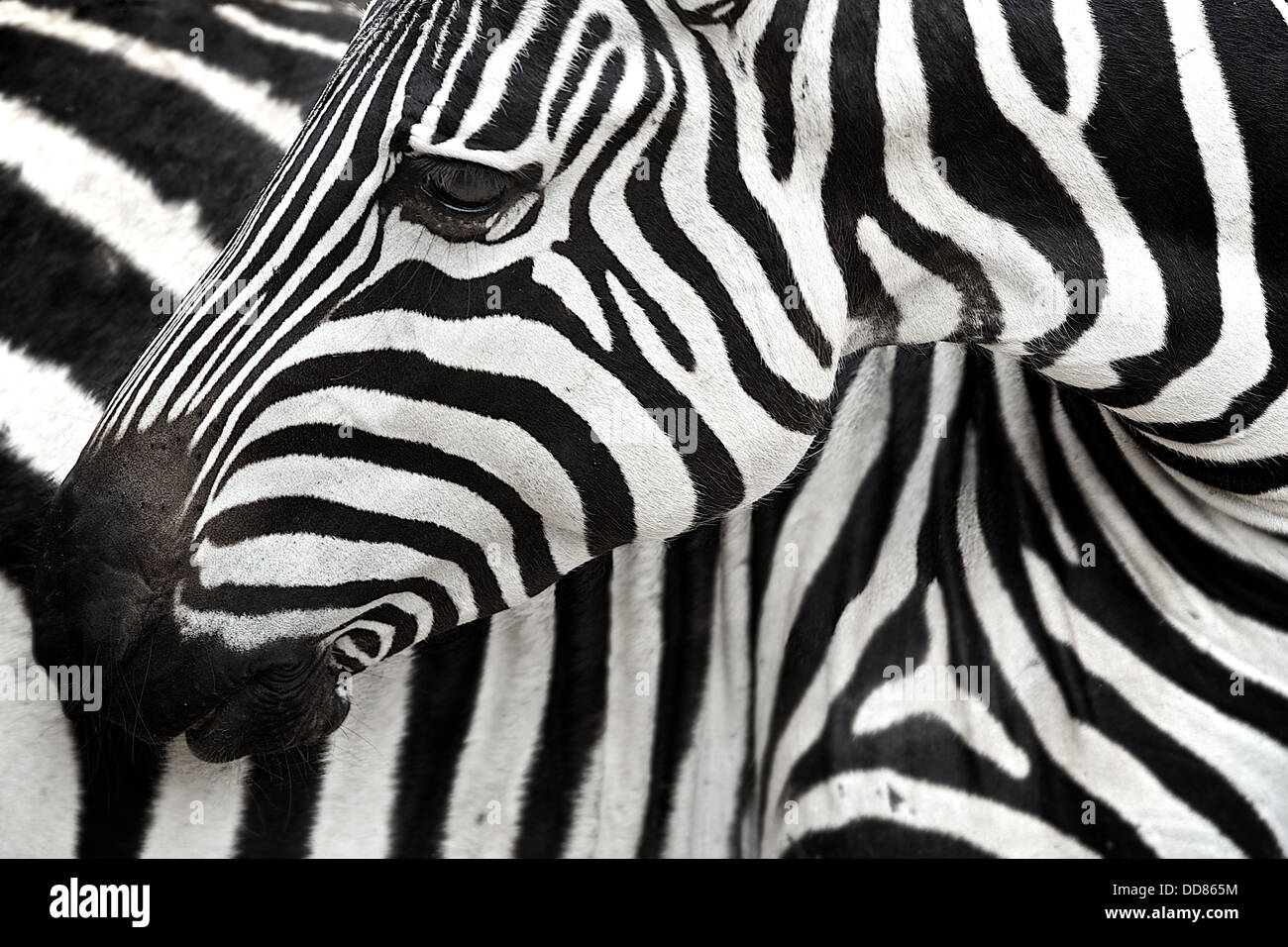 Zebra hi-res stock photography and images - Alamy