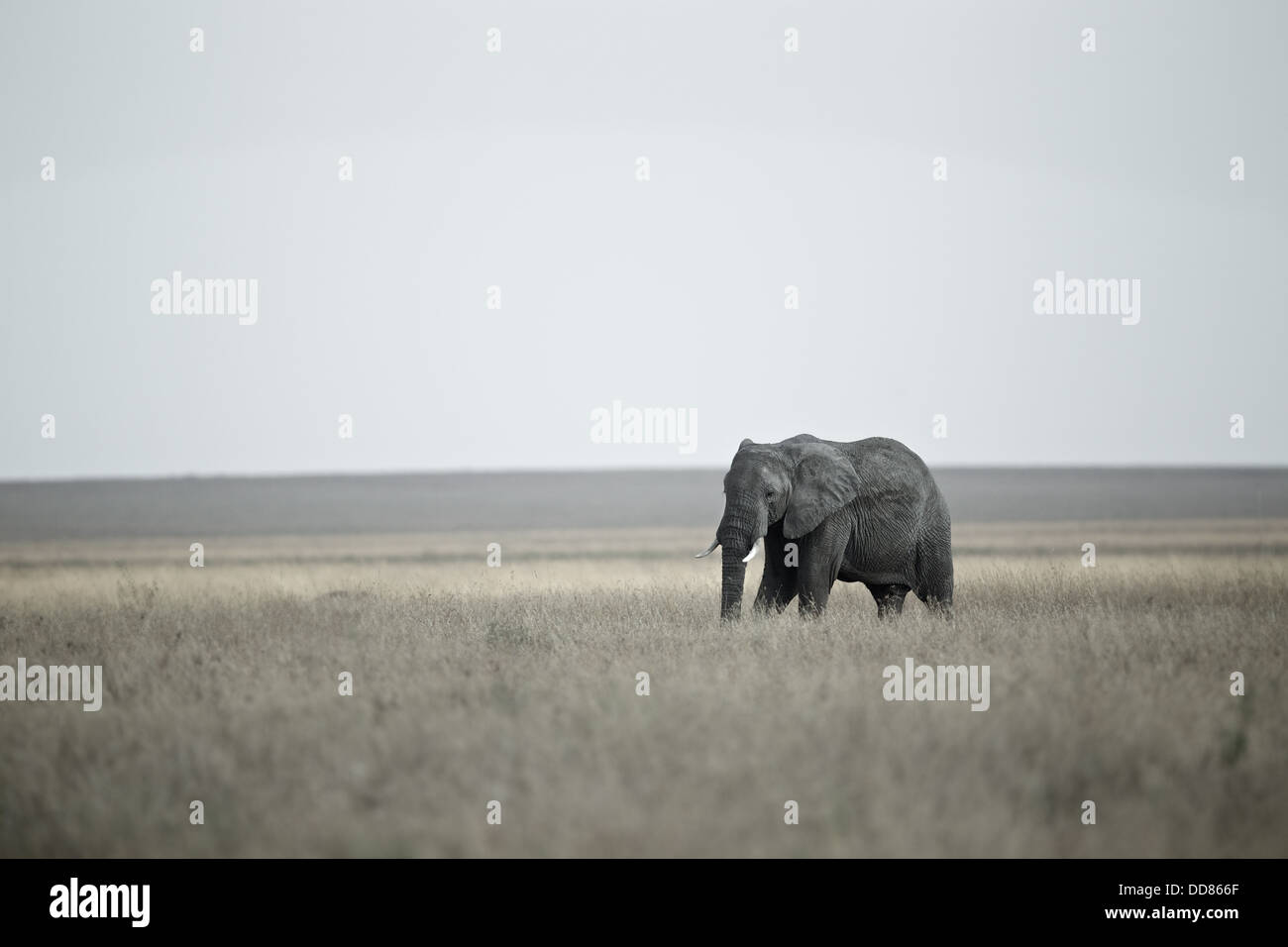 Lone elephant Serengeti Savannah. Tanzania Africa Stock Photo - Alamy