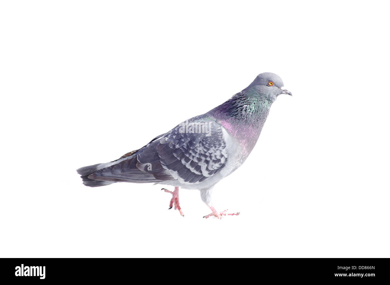Pigeon side view Cut Out Stock Images & Pictures - Alamy
