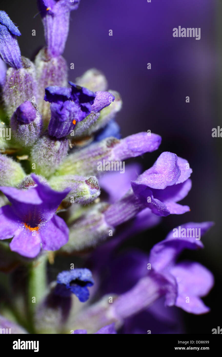 Close up of lavender flower Stock Photo - Alamy