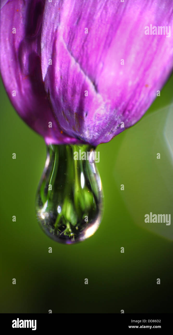 Water drop with reflection on Cape Daisy Stock Photo - Alamy