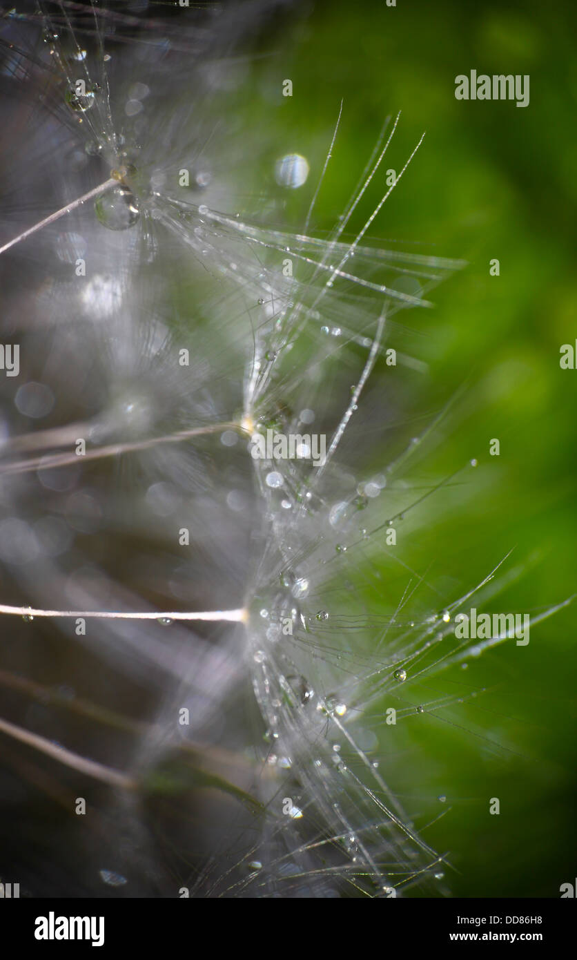 Water seed dispersal hi-res stock photography and images - Alamy