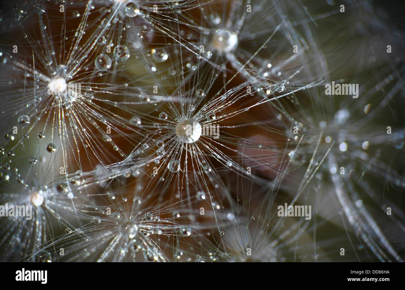 Water seed dispersal hi-res stock photography and images - Alamy