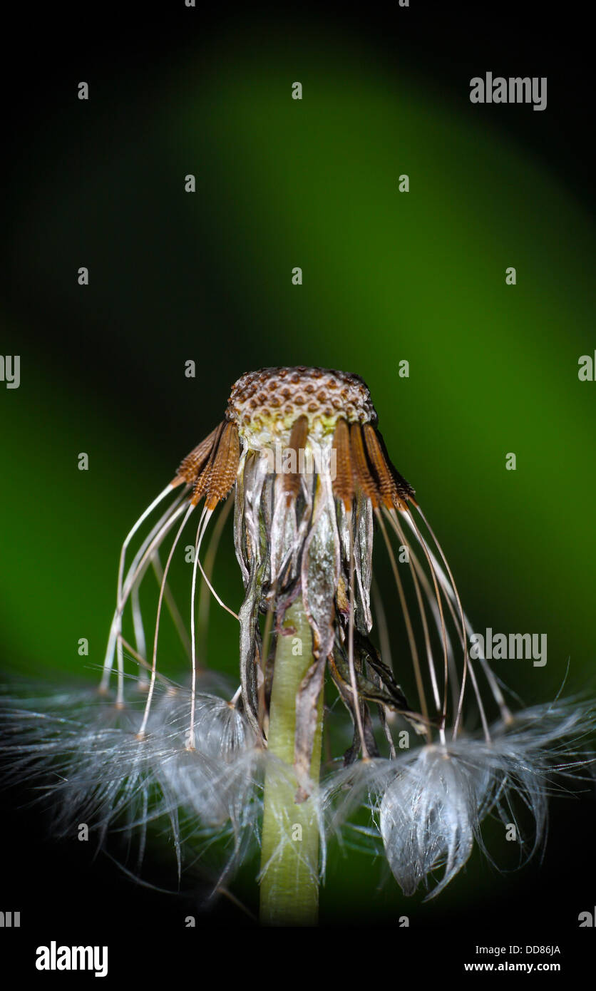 Depleted dandelion head Stock Photo - Alamy