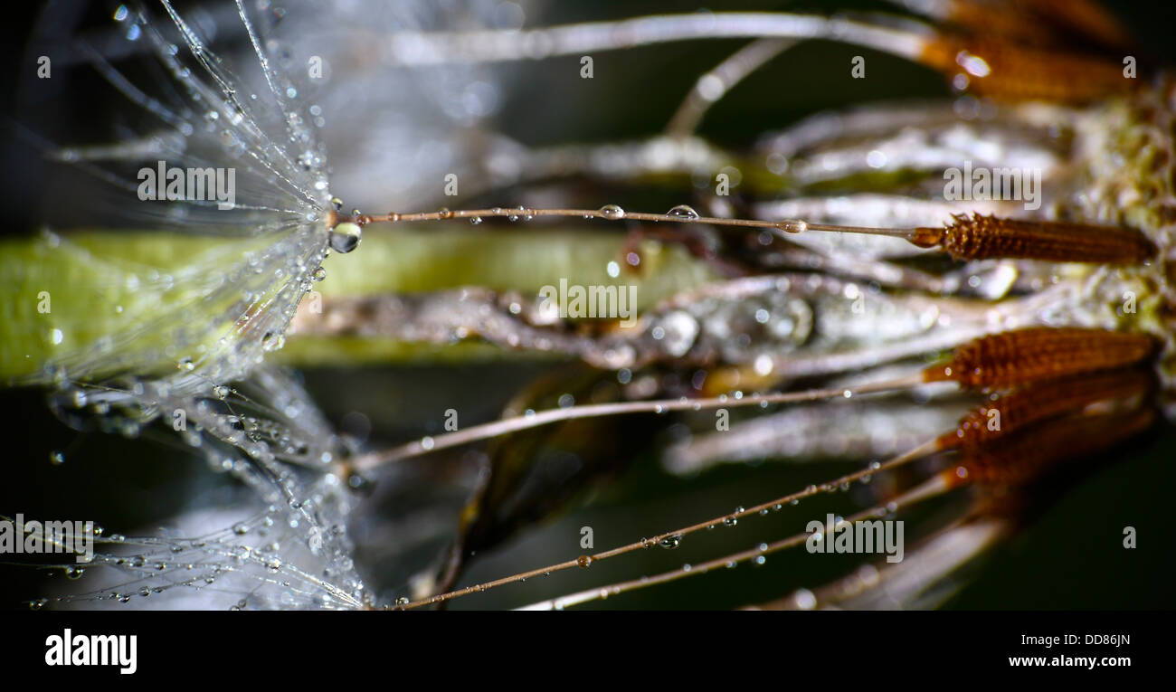 Water seed dispersal hi-res stock photography and images - Alamy
