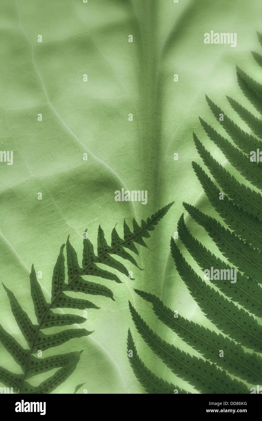 Cabbage fern hi-res stock photography and images - Alamy