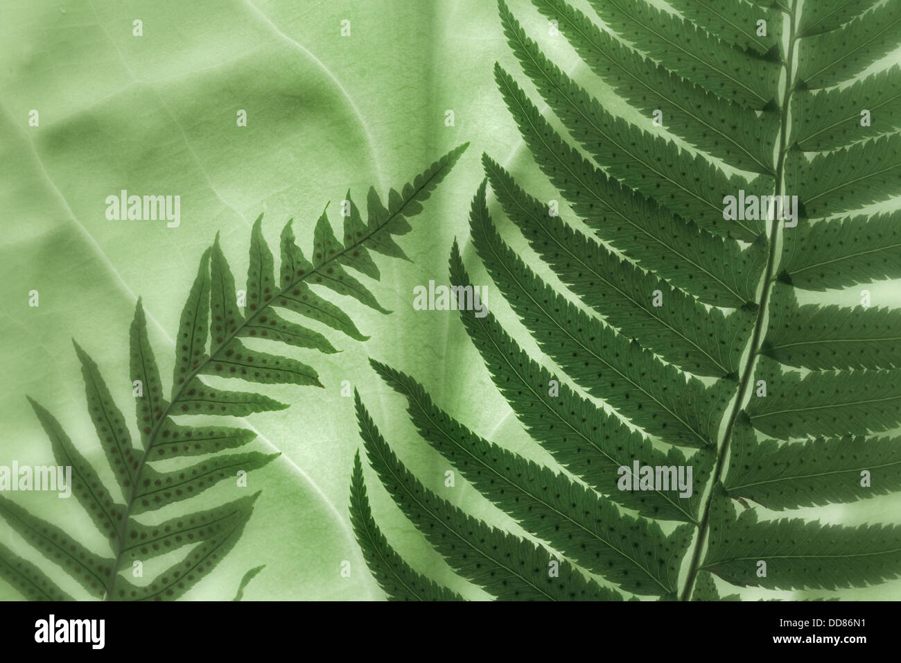 Cabbage fern hi-res stock photography and images - Alamy
