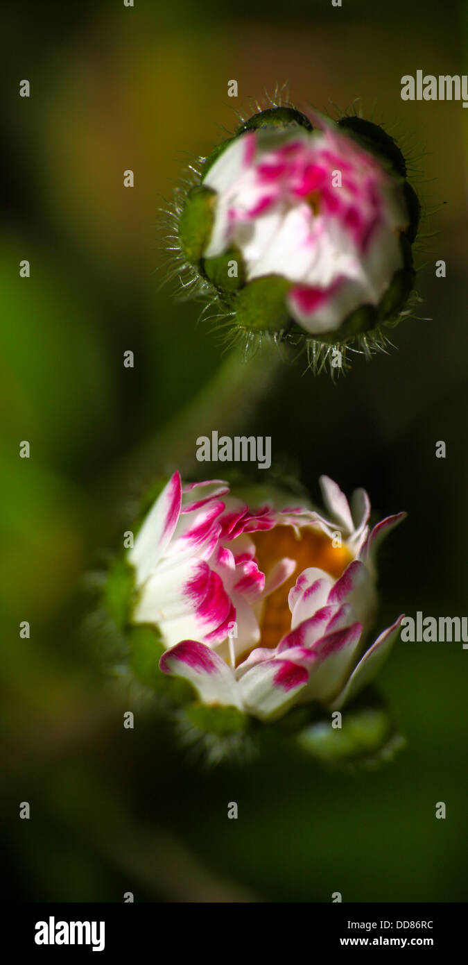 Stunning daisy flowers hi-res stock photography and images - Alamy