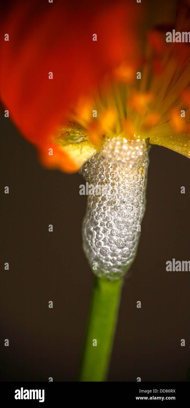 Icelandic poppy with cuckoo spit on the stem Stock Photo - Alamy