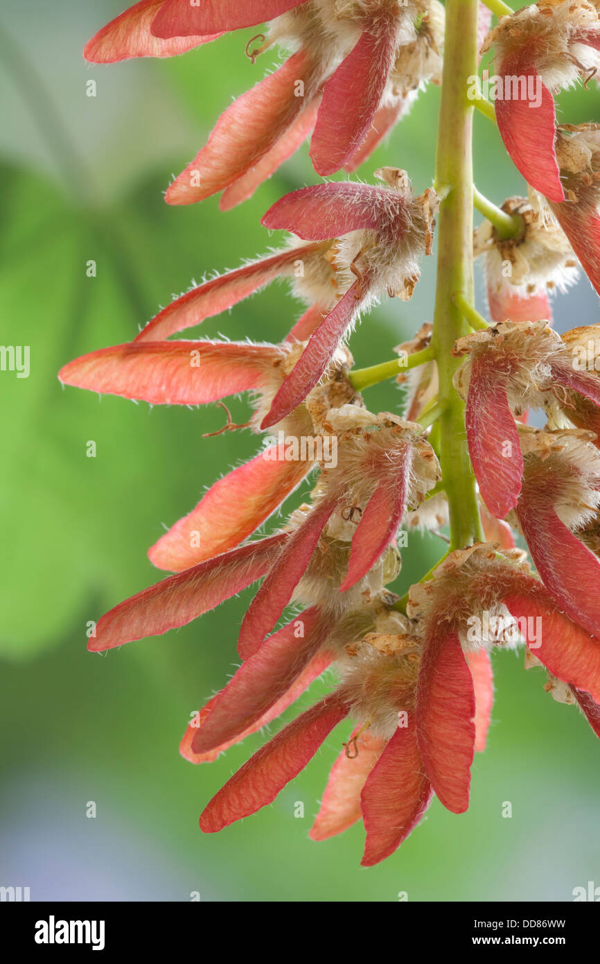 Bigleaf maple seeds hi-res stock photography and images - Alamy