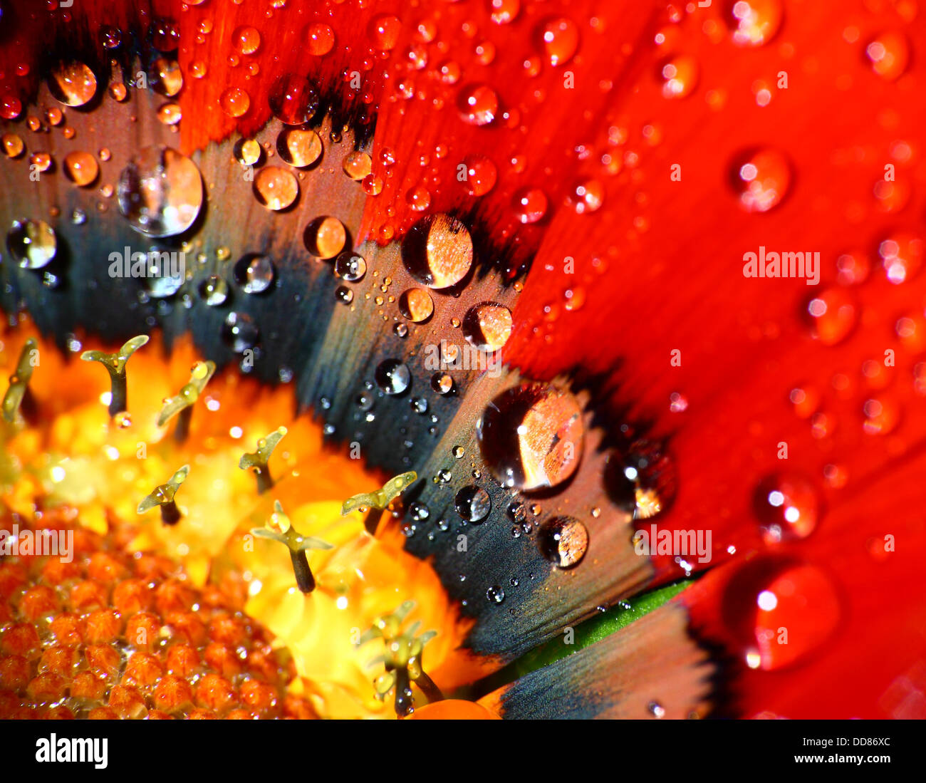Close up of Gazania with water droplets Stock Photo - Alamy