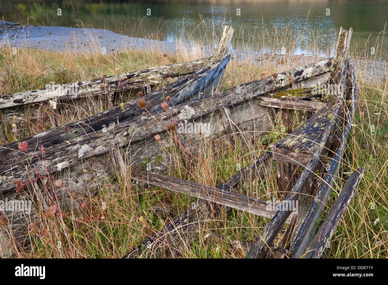 USA, Washington, Orcas Island. Old reef net boats overgrown with grass ...
