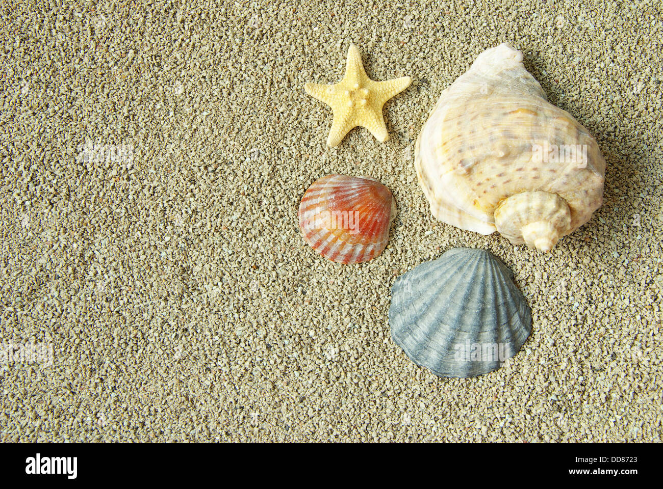 starfish and shell Stock Photo - Alamy