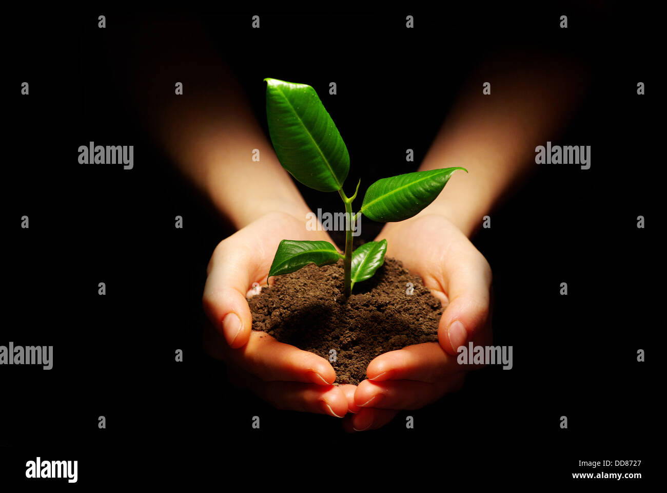 plant in hands Stock Photo - Alamy